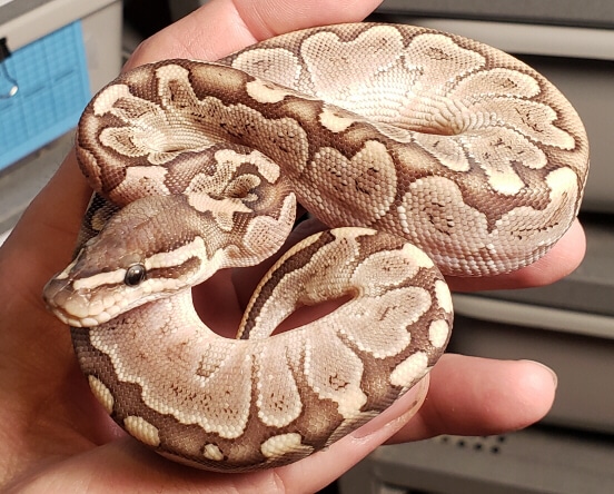 'Boots', Bamboo (Bobby Line) Female, Pos Het Desert Ghost Ball Python by Chris Hardwick Reptiles ...