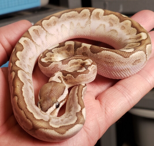 'Milton', Bamboo (Bobby Line) Calico Female, Pos Het Desert Ghost Ball ...