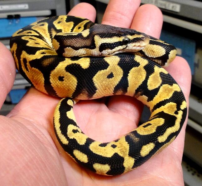 'Twizzler', Female Pastel Ball Python by Chris Hardwick Reptiles ...