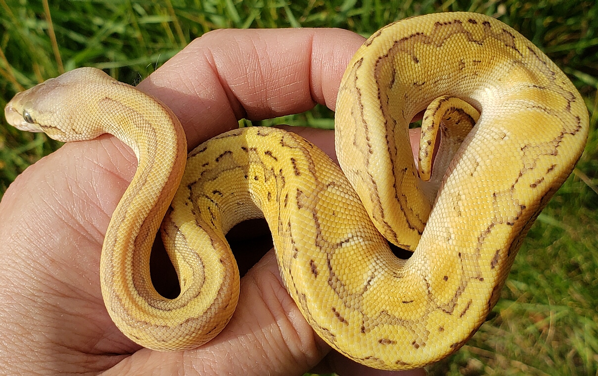 'Wakanda', Female Pastel Pinstripe Lesser (Queen Pin / Emperor Pin ...