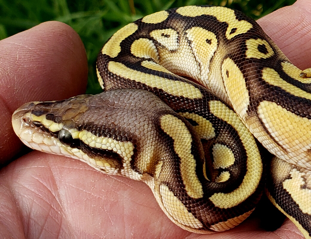 'Slinky', Female Pastel Lesser Ball Python by Chris Hardwick Reptiles ...