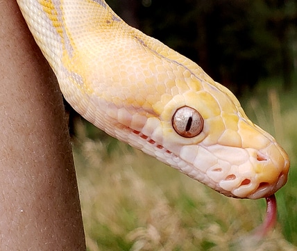 Chris Hardwick Reptiles - MorphMarket