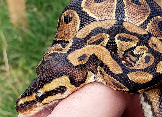 'Norma', Female Normal Ball Python by Chris Hardwick Reptiles