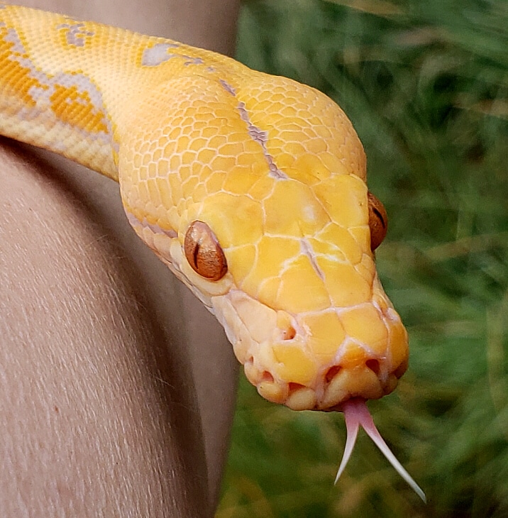 'Univega', Female Super Dwarf / Dwarf Lavender Albino, 50% Het Anery ...