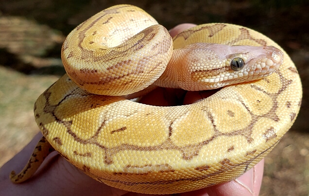 'Raven', Male Pastel Pinstripe Lesser (Queen Pin / Emperor Pin ...