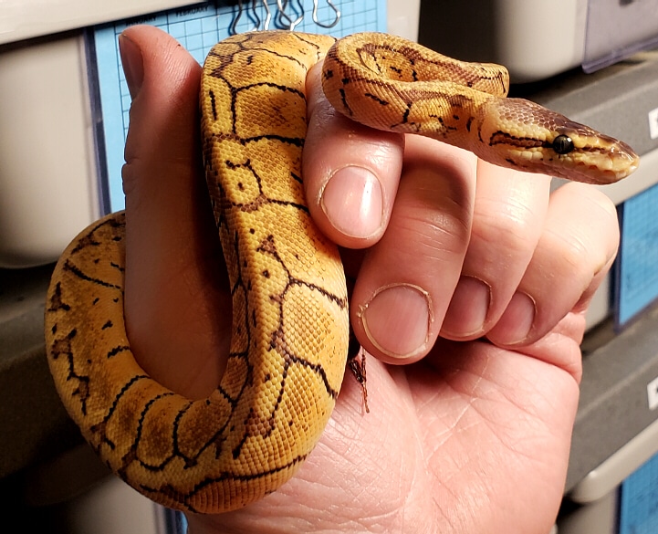 'Cypher', Female Pastel Pinstripe 100% Het Desert Ghost (Possible Enchi ...