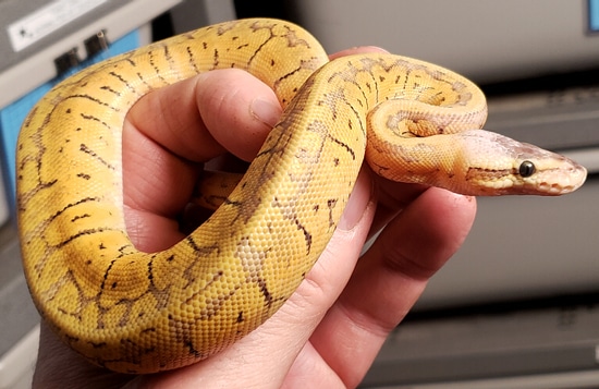'Jelly', Female Super Pastel Pinstripe 100% Het Desert Ghost (Possible ...