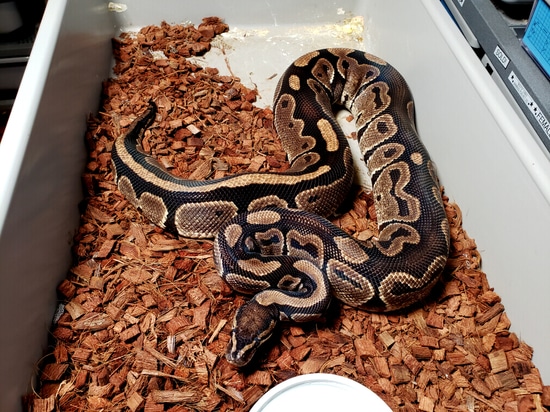 Ready To Breed Female Normal! Ball Python by Chris Hardwick Reptiles