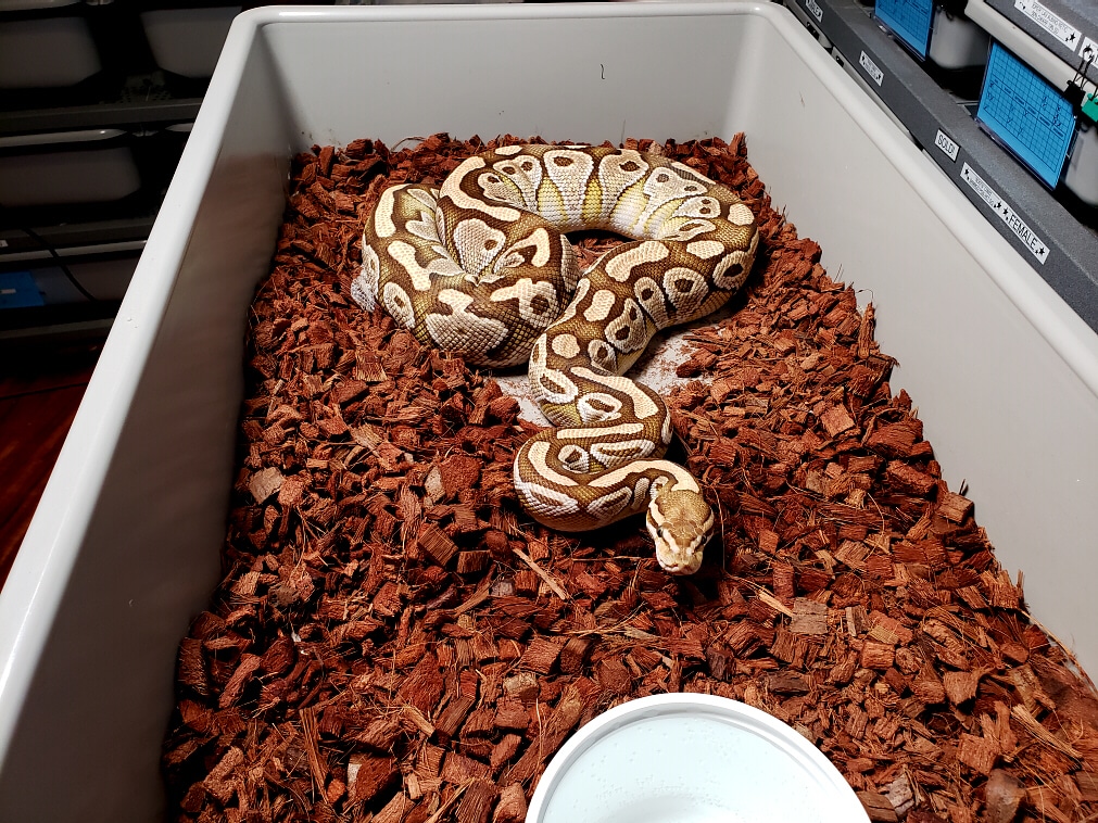 Ready To Breed Female Lesser! Ball Python by Chris Hardwick Reptiles ...