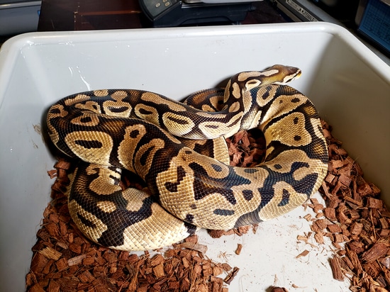Ready To Breed Pastel Female! Ball Python by Chris Hardwick Reptiles