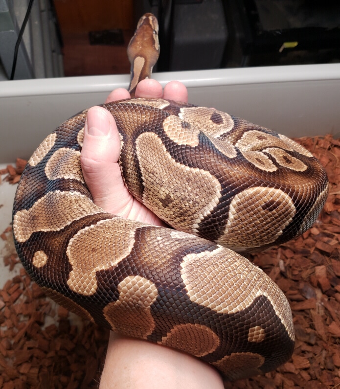 Ready To Breed Normal Female (Dinker) Ball Python by Chris Hardwick ...