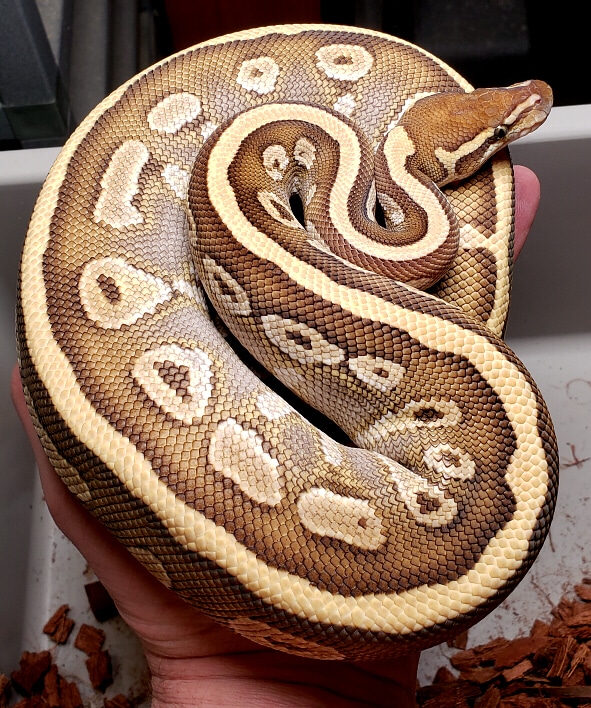 Ready To Breed Lesser Triple Het (Albino Pied Clown)! Ball Python by ...