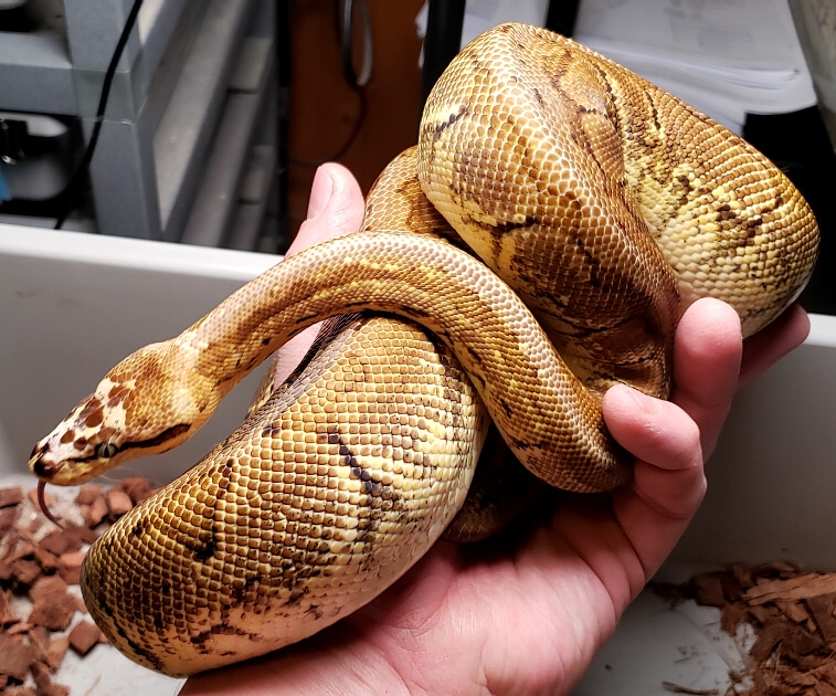 Ready To Breed Scaleless Head Lemon Blast Female! Ball Python by Chris ...