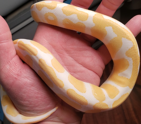 "Macaroni", High Contrast Albino 100% Het Piebald Female Ball Python by ...