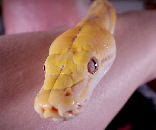 "Poe" Female Super Dwarf / Dwarf Reticulated Python (1.5 Years Old) by ...
