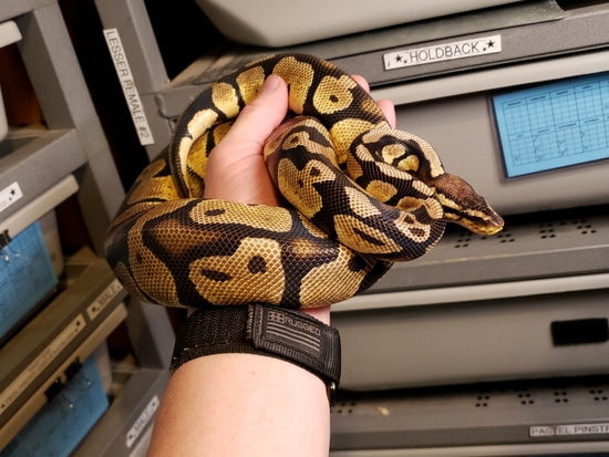 Pastel 100% Het Desert Ghost Female (Apollo) Ball Python by Chris Hardwick Reptiles