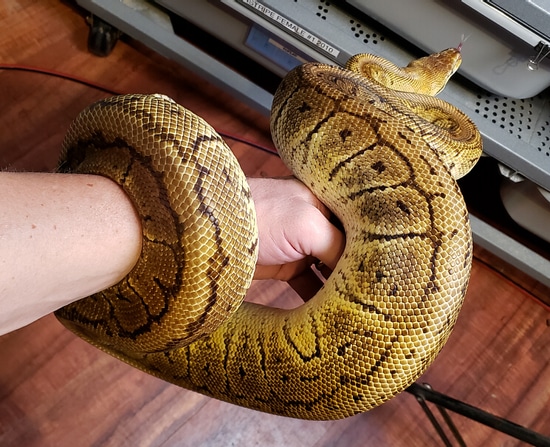 HUGE 3600g Pastel Pinstripe Female (Poplar) Ball Python by Chris ...