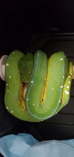 Jayapura Green Tree Python by Gatsby Reptiles