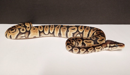 Pastel Possible Granite Pos Het Pied Ball Python by CJC Exotics, LLC