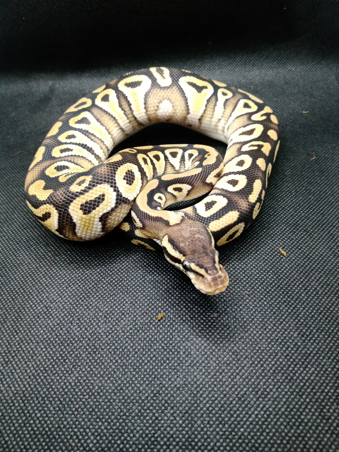 Pastave Possible Gold Blush Ball Python by CJC Exotics - MorphMarket