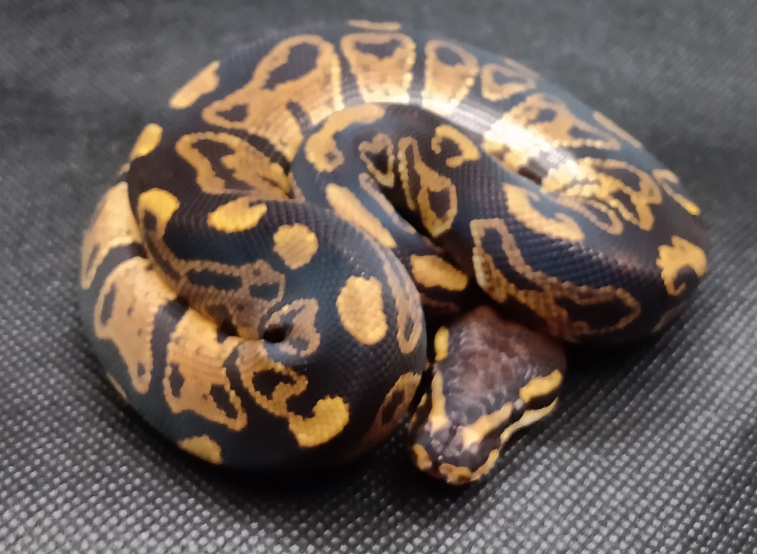 Sable Granite Ball Python by CJC Exotics - MorphMarket
