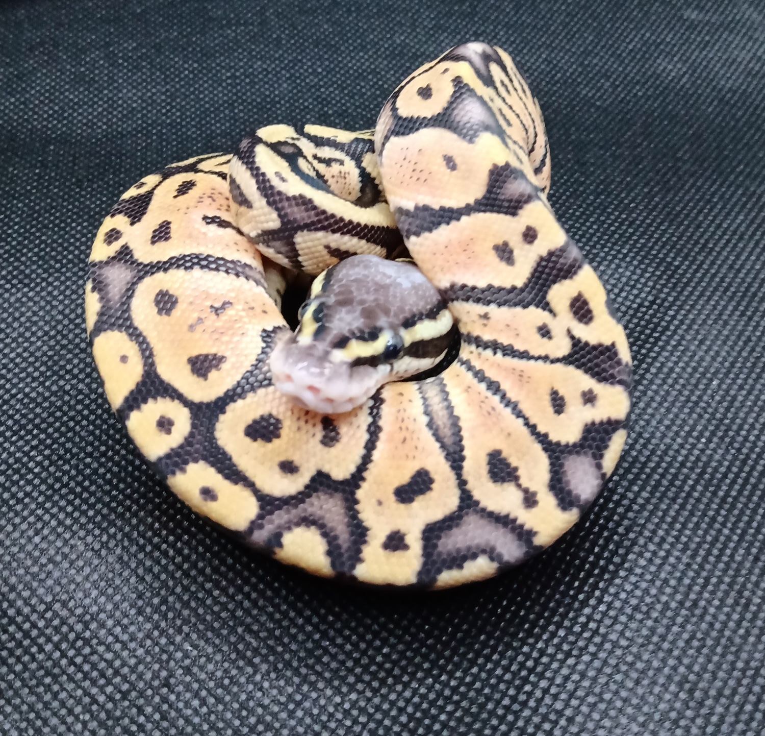 Super Pastel Ball Python by CJC Exotics - MorphMarket