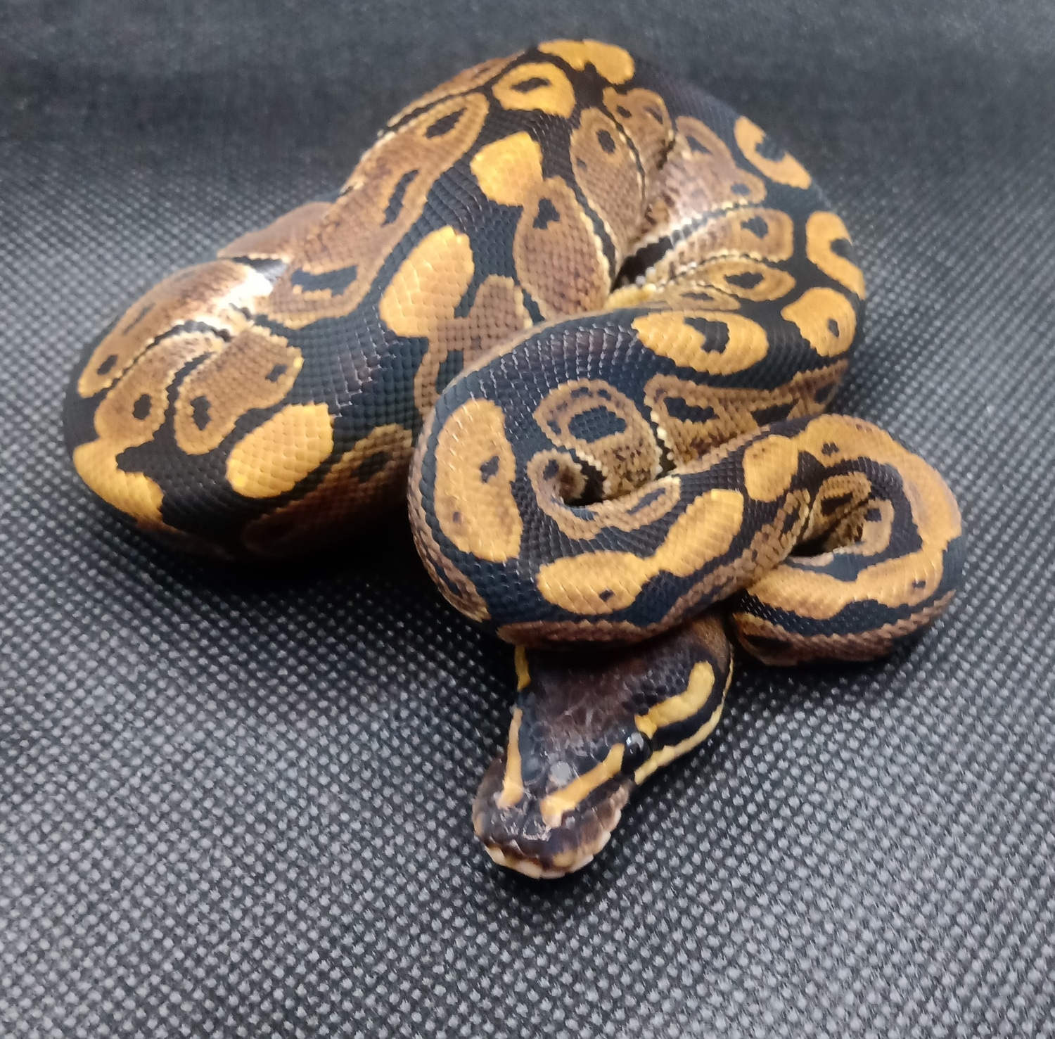Granite Ball Python by CJC Exotics - MorphMarket