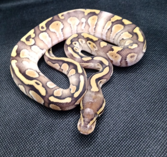 Lesser Gold Blush Ringer Paradox Ball Python by CJC Exotics, LLC