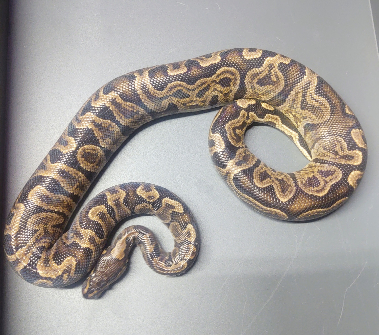 GHI Ball Python by CJC Exotics - MorphMarket
