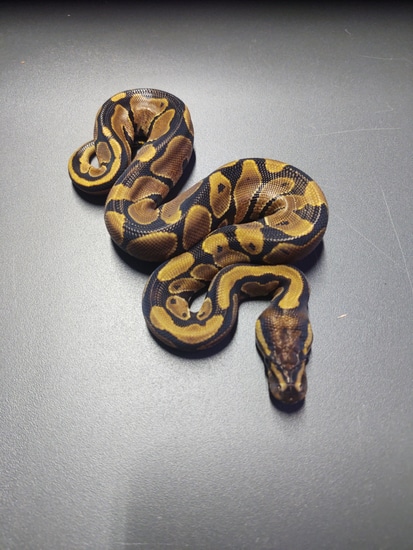 Normal Ball Python by CJC Exotics, LLC