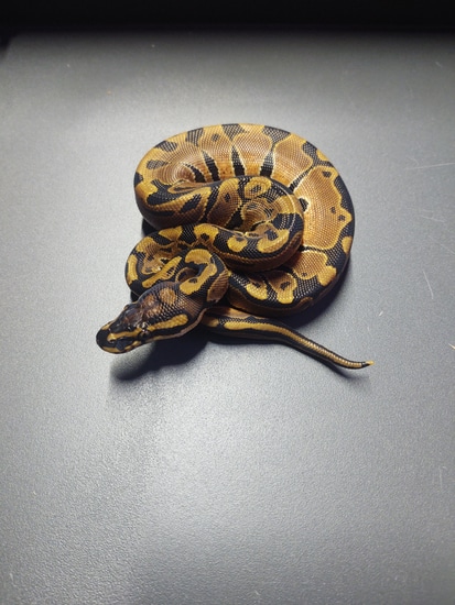 Jungle Woma Ball Python by CJC Exotics, LLC