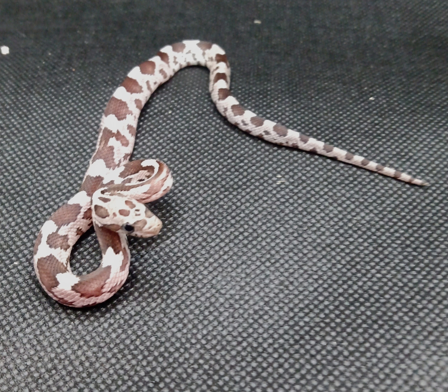 Anery Motley Het Hypo Corn Snake by CJC Exotics - MorphMarket