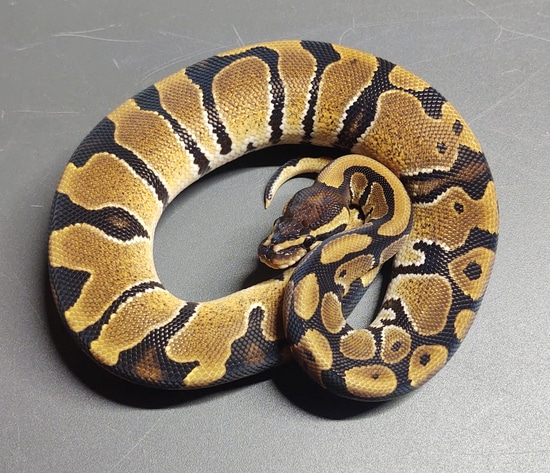 Granite 66% Het Clown Ball Python by CJC Exotics, LLC