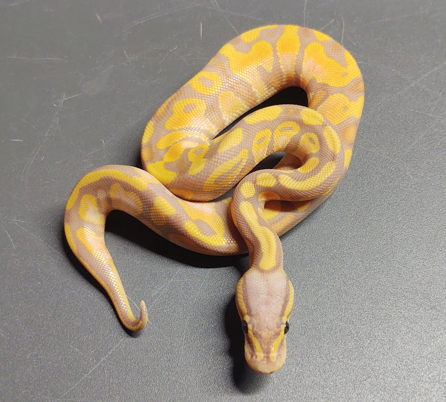 Banana Pastel Yellow Belly Ball Python by CJC Exotics - MorphMarket