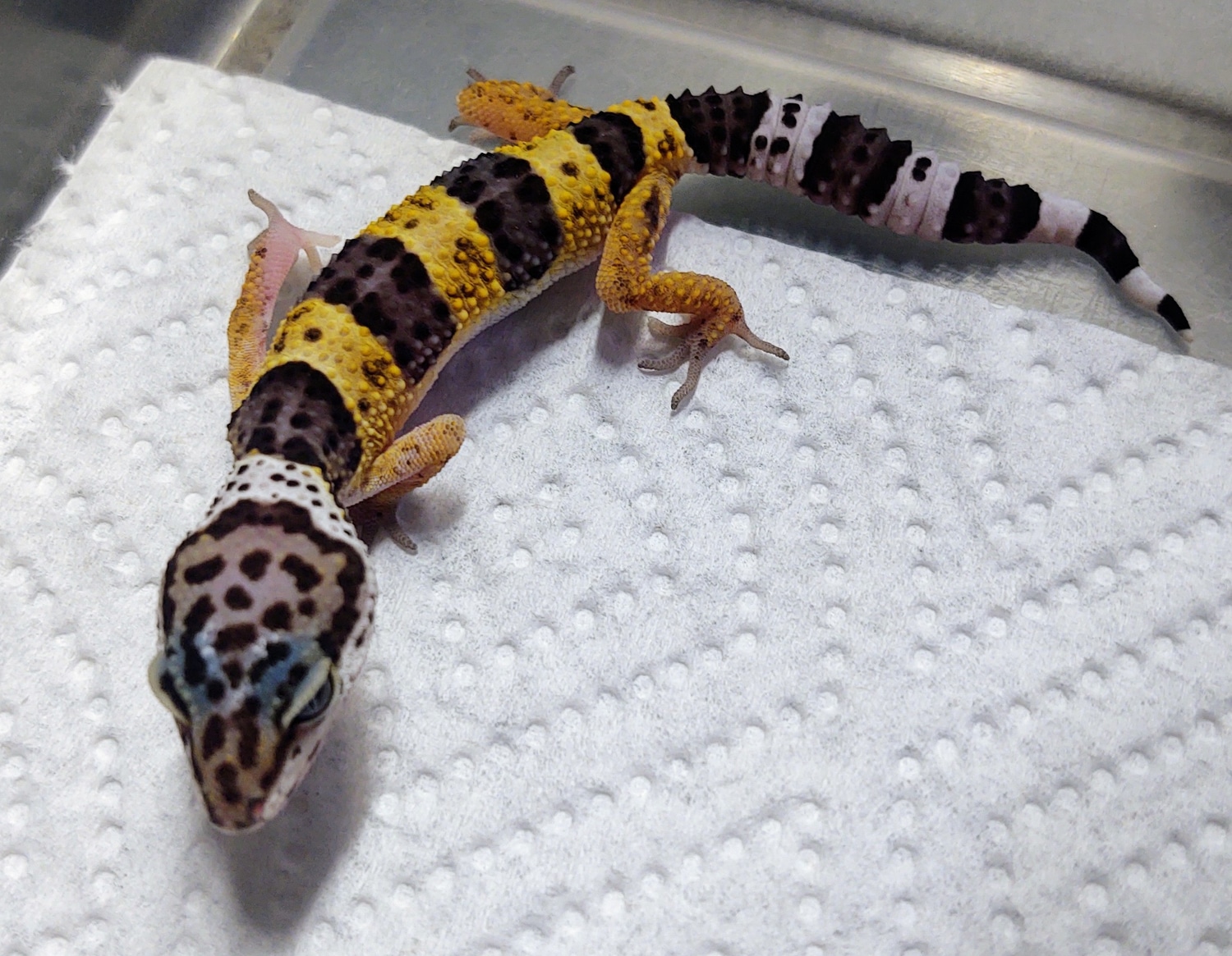 Normal Het Murphy's Patternless Leopard Gecko by CJC Exotics - MorphMarket
