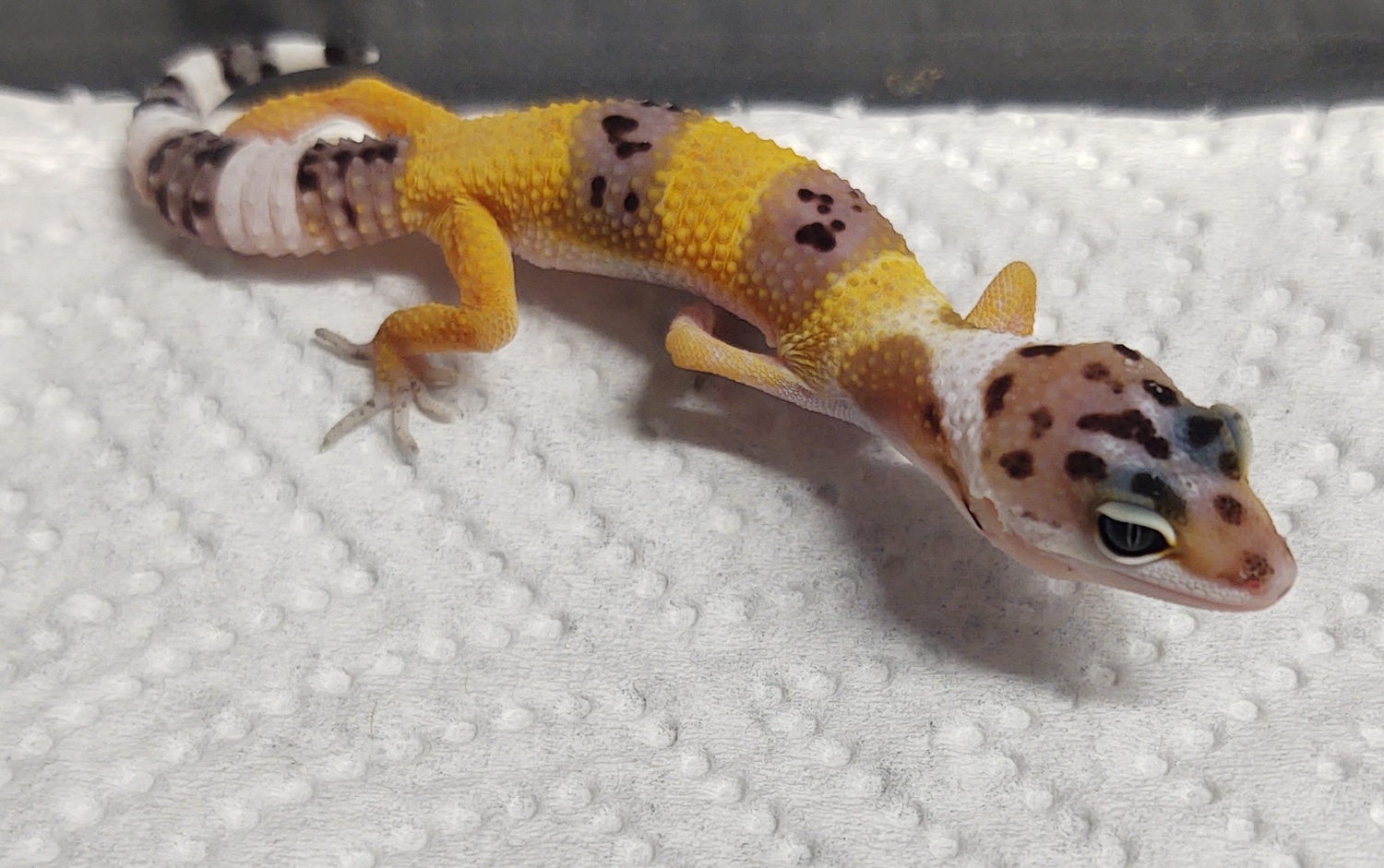 Tangerine Het Raptor Leopard Gecko by CJC Exotics - MorphMarket