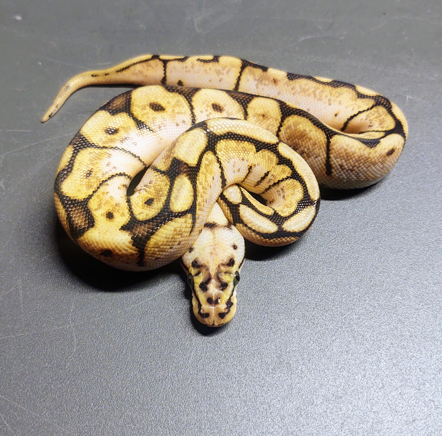 Bumblebee **REDUCED** Ball Python by CJC Exotics - MorphMarket