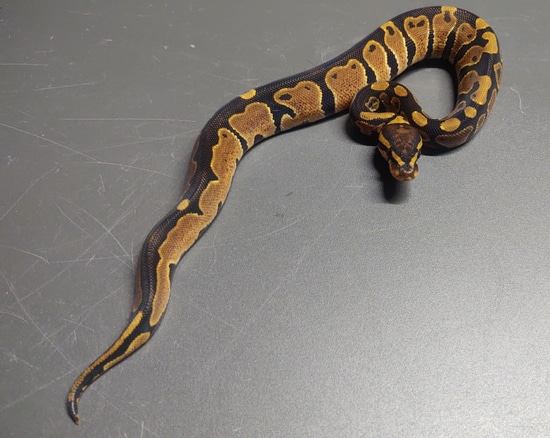 Normal Ball Python by CJC Exotics, LLC