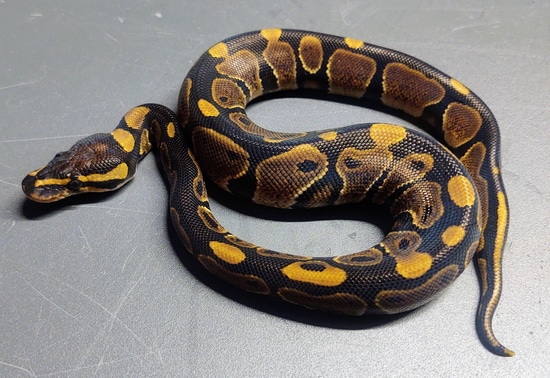 Normal Ball Python by CJC Exotics, LLC