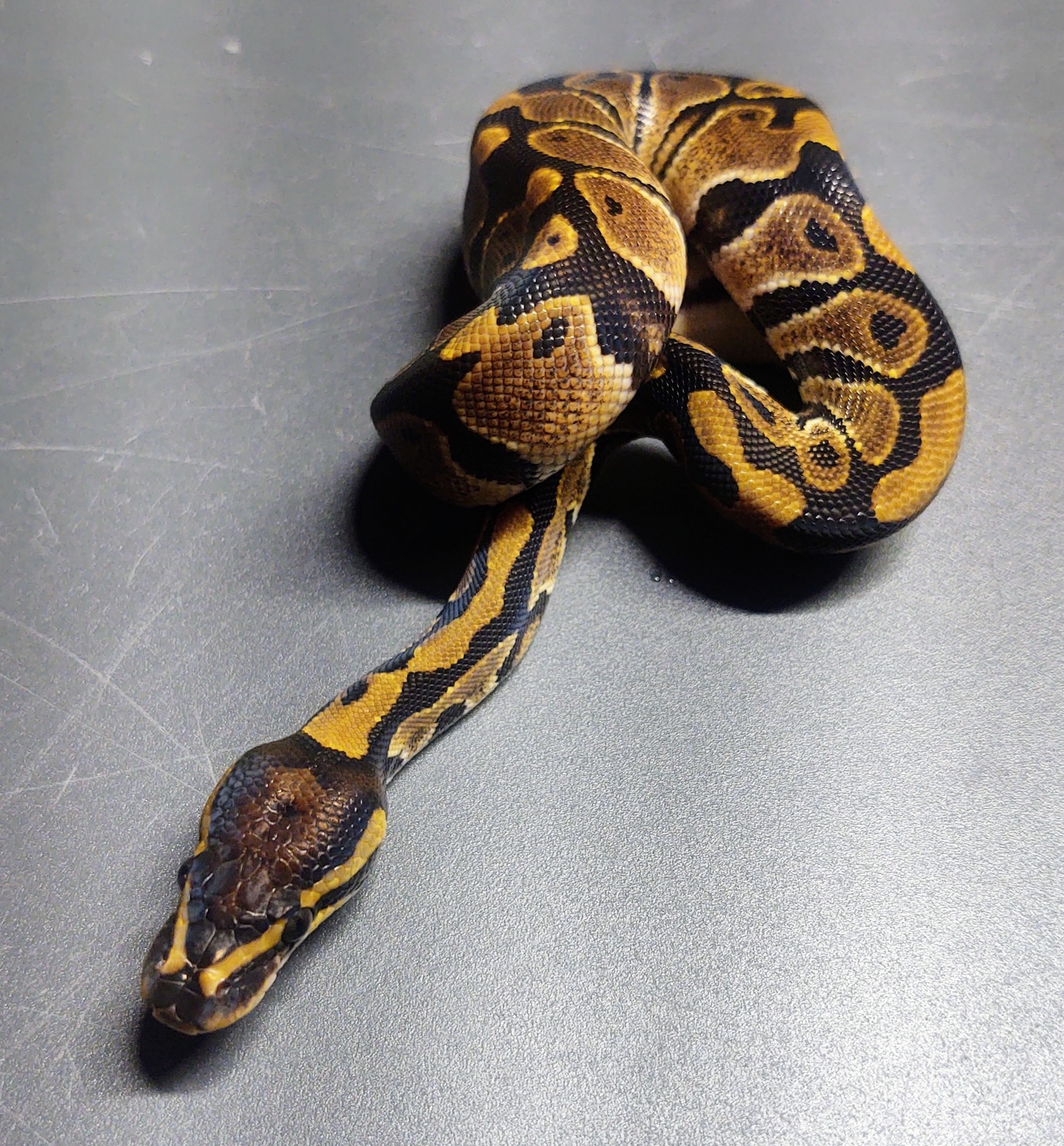 Normal Ball Python by CJC Exotics - MorphMarket