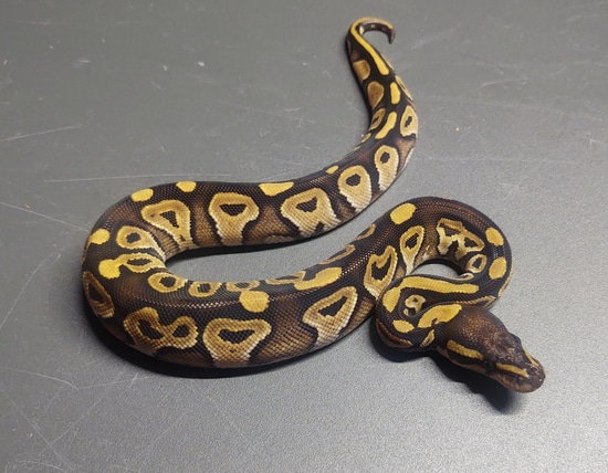 Mojave Ball Python by CJC Exotics, LLC