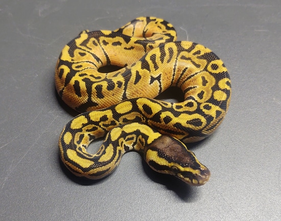 Pastel Yellow Belly Jungle Woma Ball Python by CJC Exotics, LLC