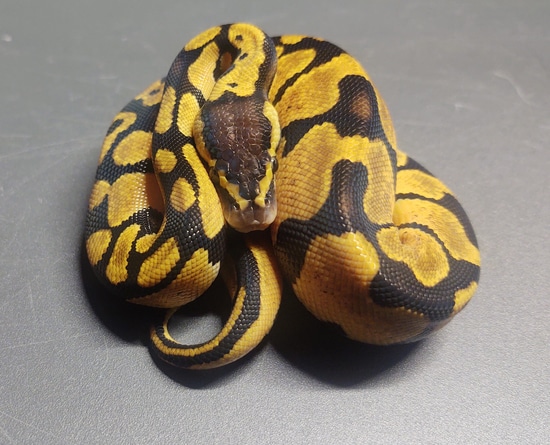 Pastel Enchi **REDUCED** Ball Python by CJC Exotics, LLC