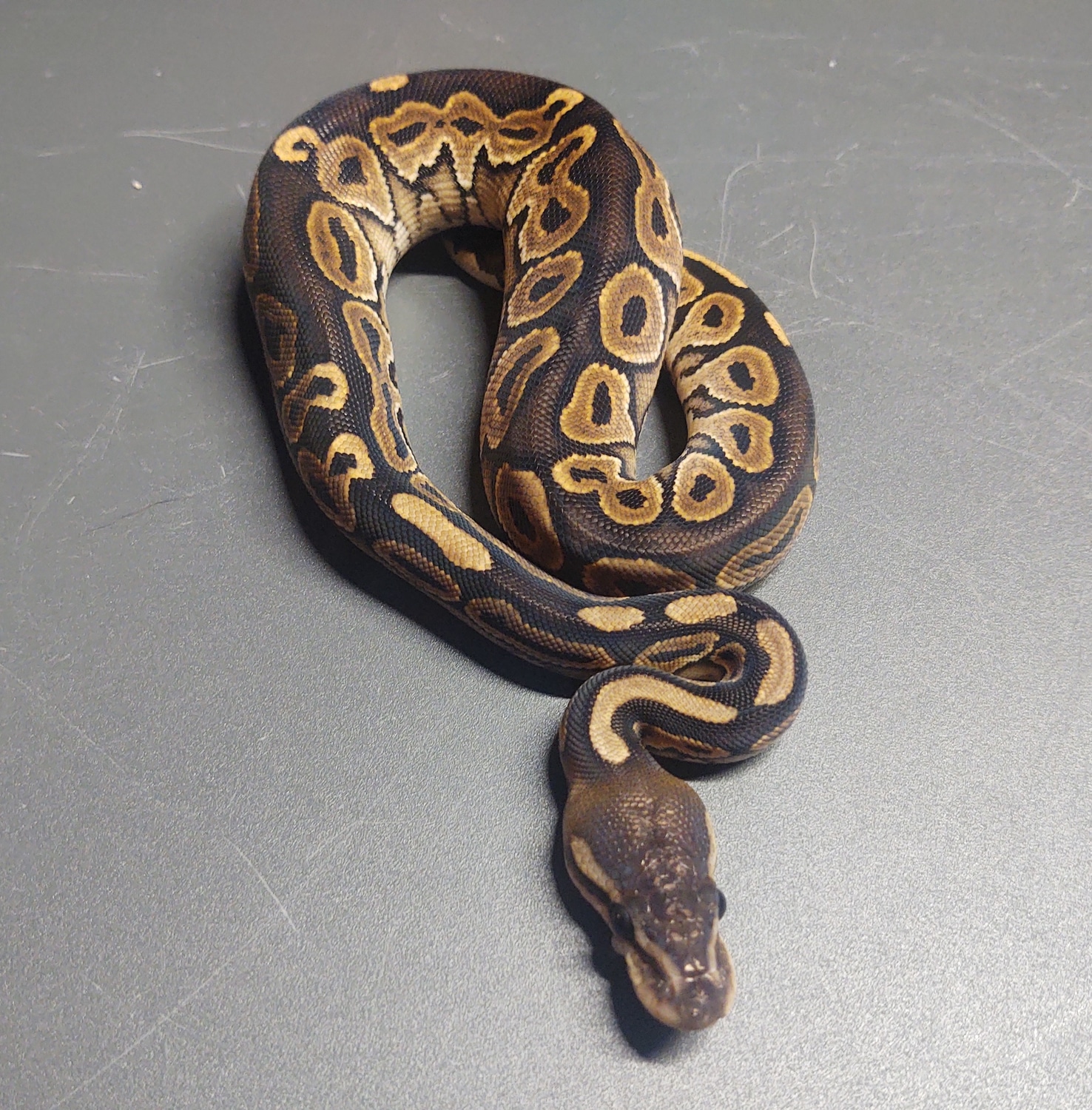 Cinnamon Ball Python by CJC Exotics - MorphMarket