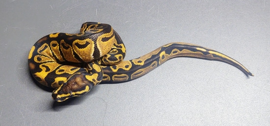 Jungle Woma 50% Het Pied Ball Python by CJC Exotics, LLC