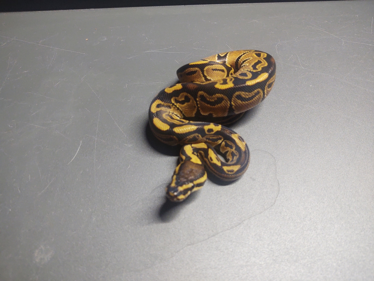 Jungle Woma 50% Het Pied Ball Python by CJC Exotics - MorphMarket