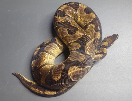 Enchi Yellow Belly Ball Python by CJC Exotics, LLC