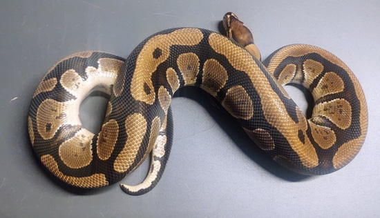 Granite 100% Het Clown Ball Python by CJC Exotics, LLC