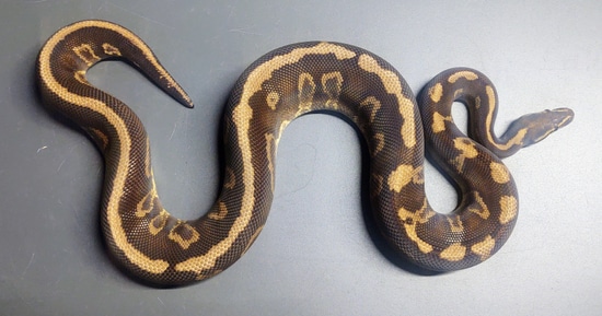 Super Sable Ball Python by CJC Exotics, LLC
