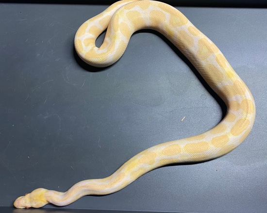 Albino 100% Het Pied Ball Python by CJC Exotics, LLC